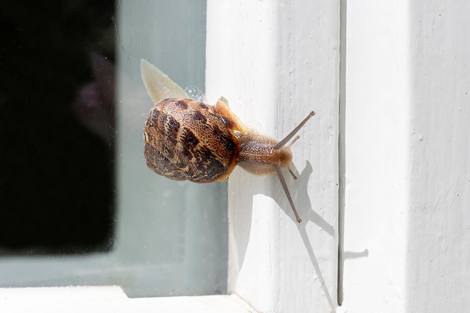 Slakken eten beglazingskit | Schrijven met Licht